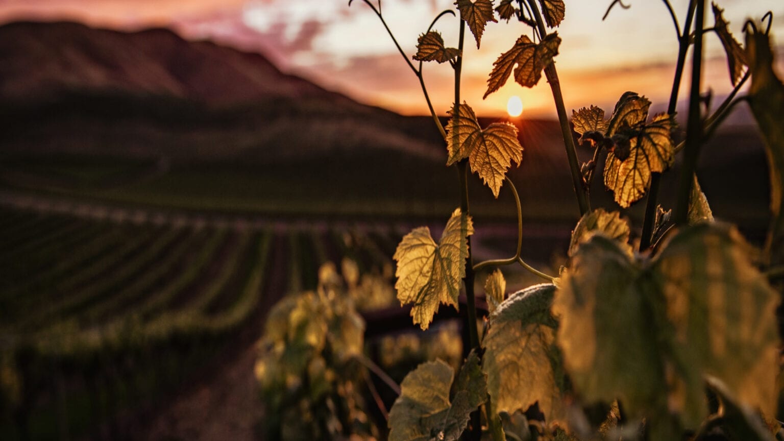 About Master Sommeliers - The Court of Master Sommeliers Americas